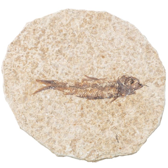Knightia Fossil Fish, Eocene, Green River Formation USA (1pc) NETT