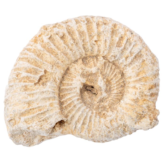White Ribbed Ammonites 2.5 (1 Piece) from Rockshop Wholesale Limited"