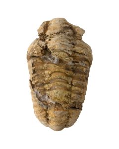 Trilobite - Fossils