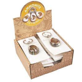 Ammonite in Acrylic Keyring Retail Box (12pcs)